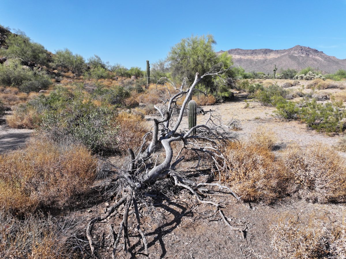 Beautiful Saguaro Cactus Desert Photo Series with All 3 Lenses | DJI FORUM